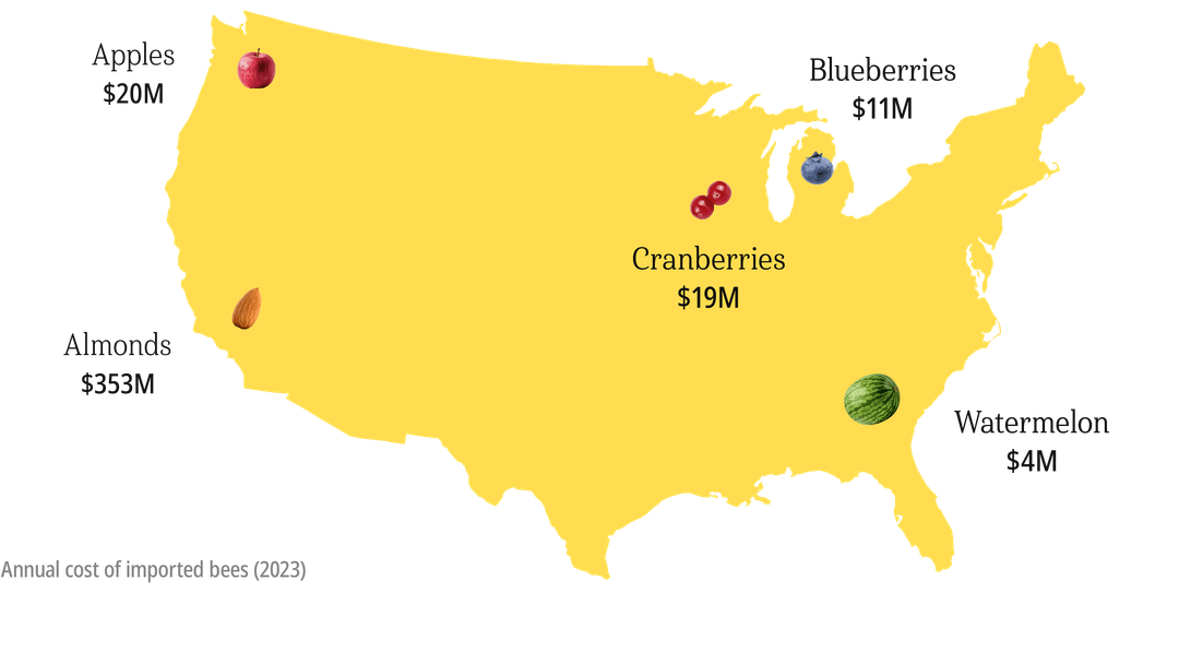 The Importance of Bees